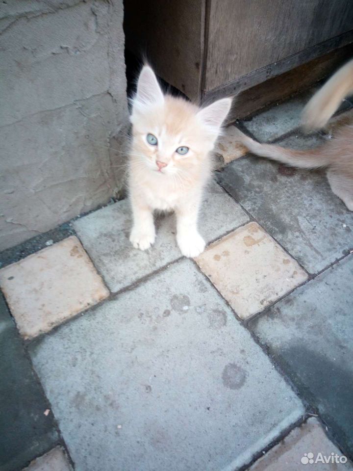 Рыжие и персиковый котята