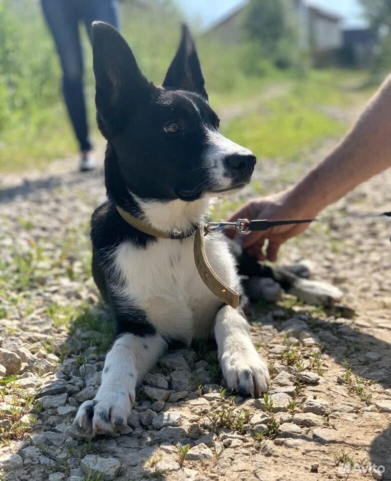 Собака в добрые руки