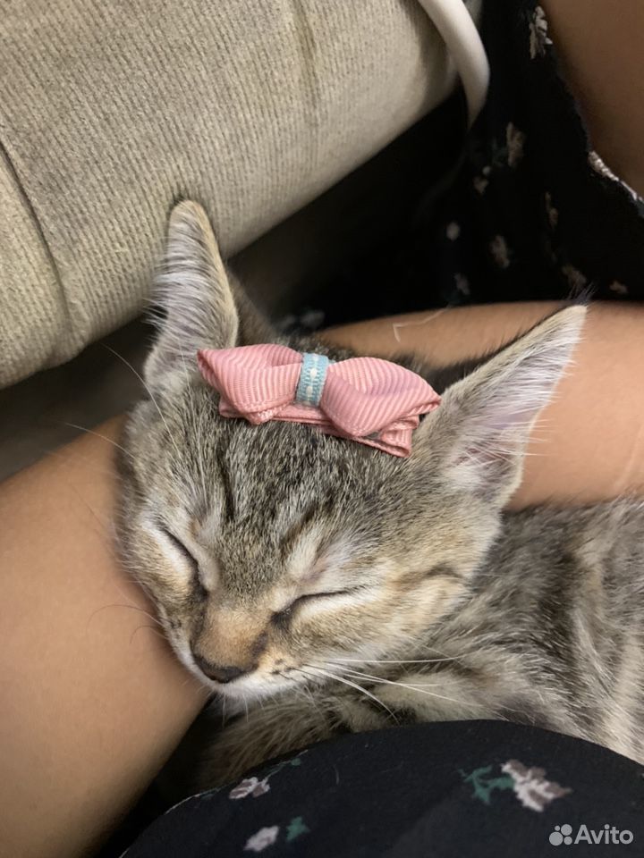 Кошка