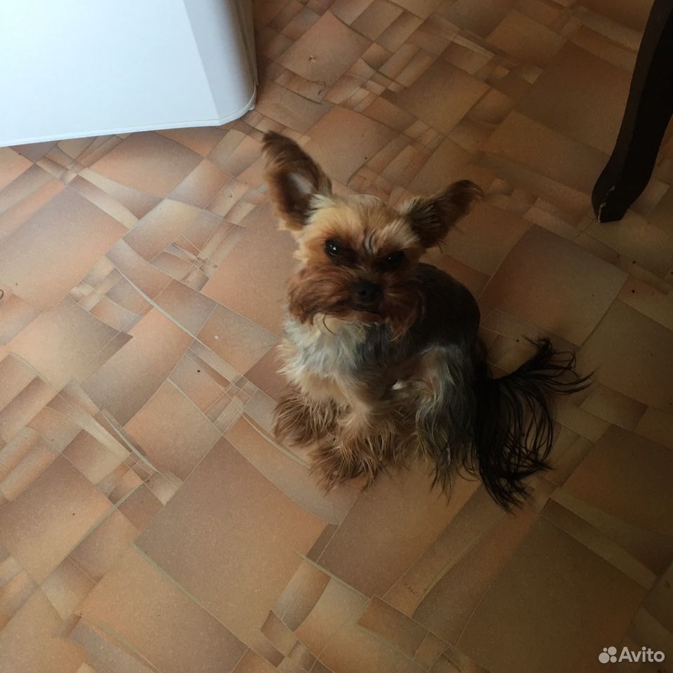 Йоркширский терьер