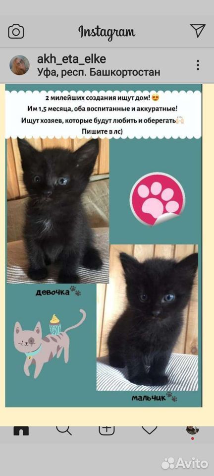 Котята милашки