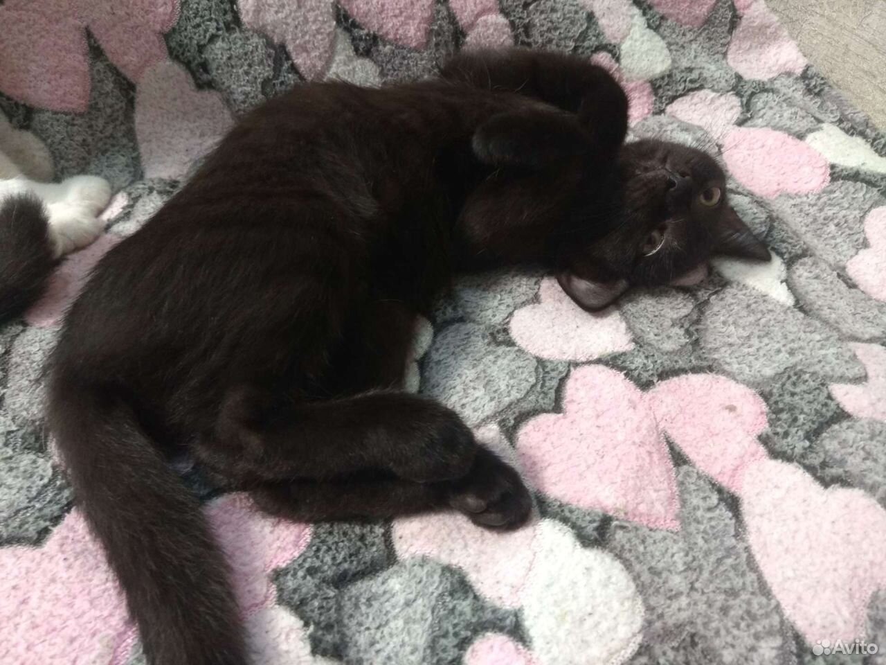 Котенок кошка котик кошечка кот
