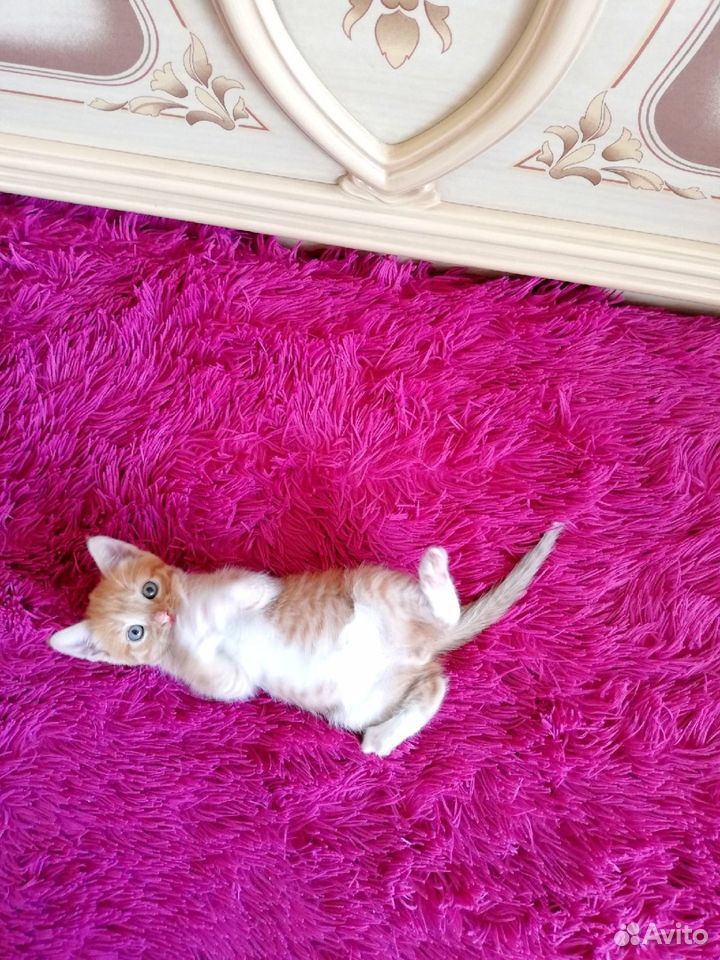 Домашний Рыжий котенок - мальчик