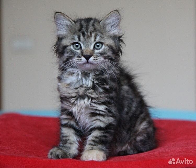 Сибирская кошечка