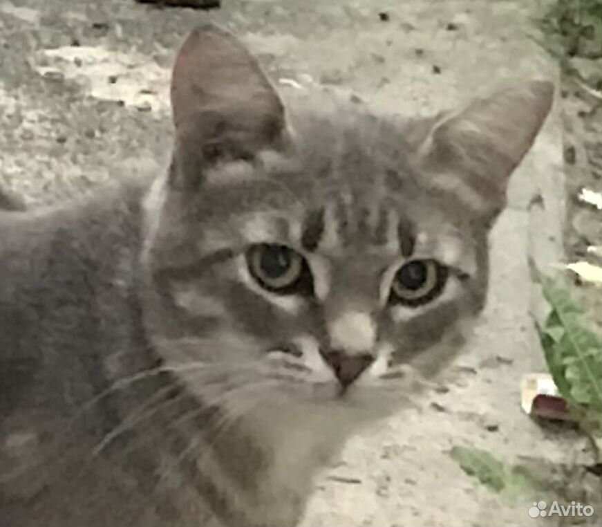 Годовалый котик