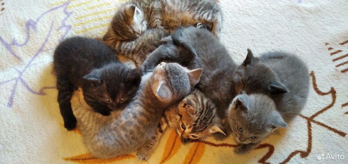Котята 1мес