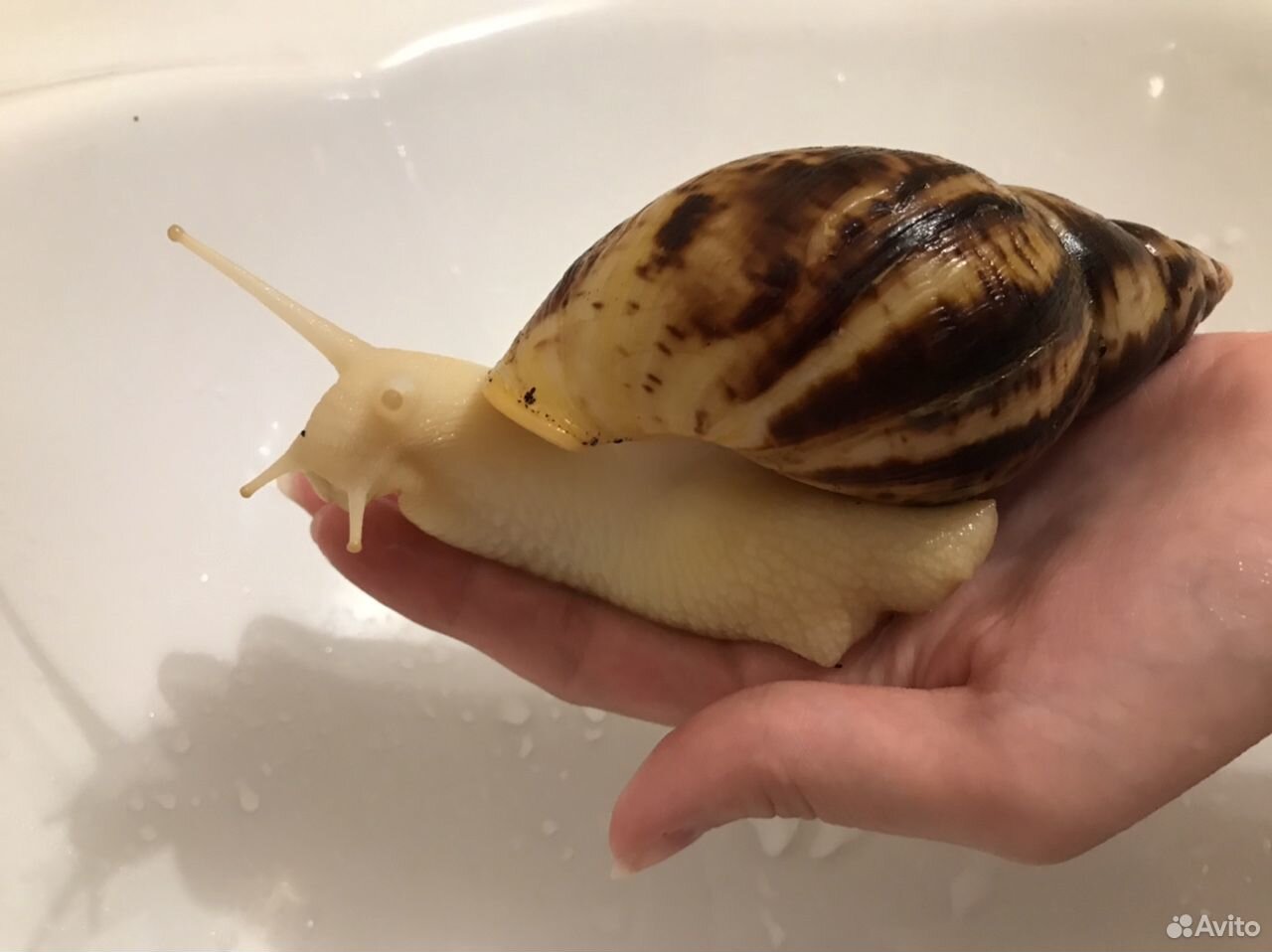 Улитки Ахатины