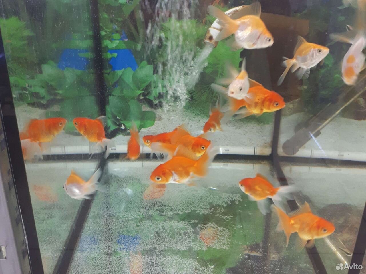 Рыба золотая риукин и оранда