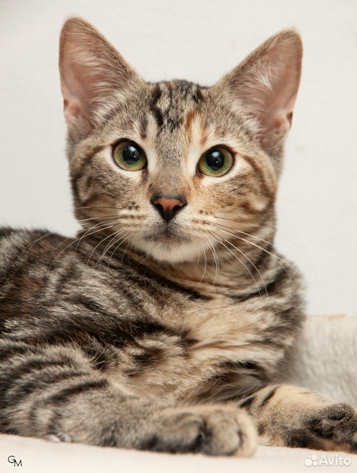 Хочу котенка. Котенок Нала