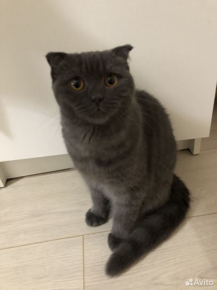 Кошка