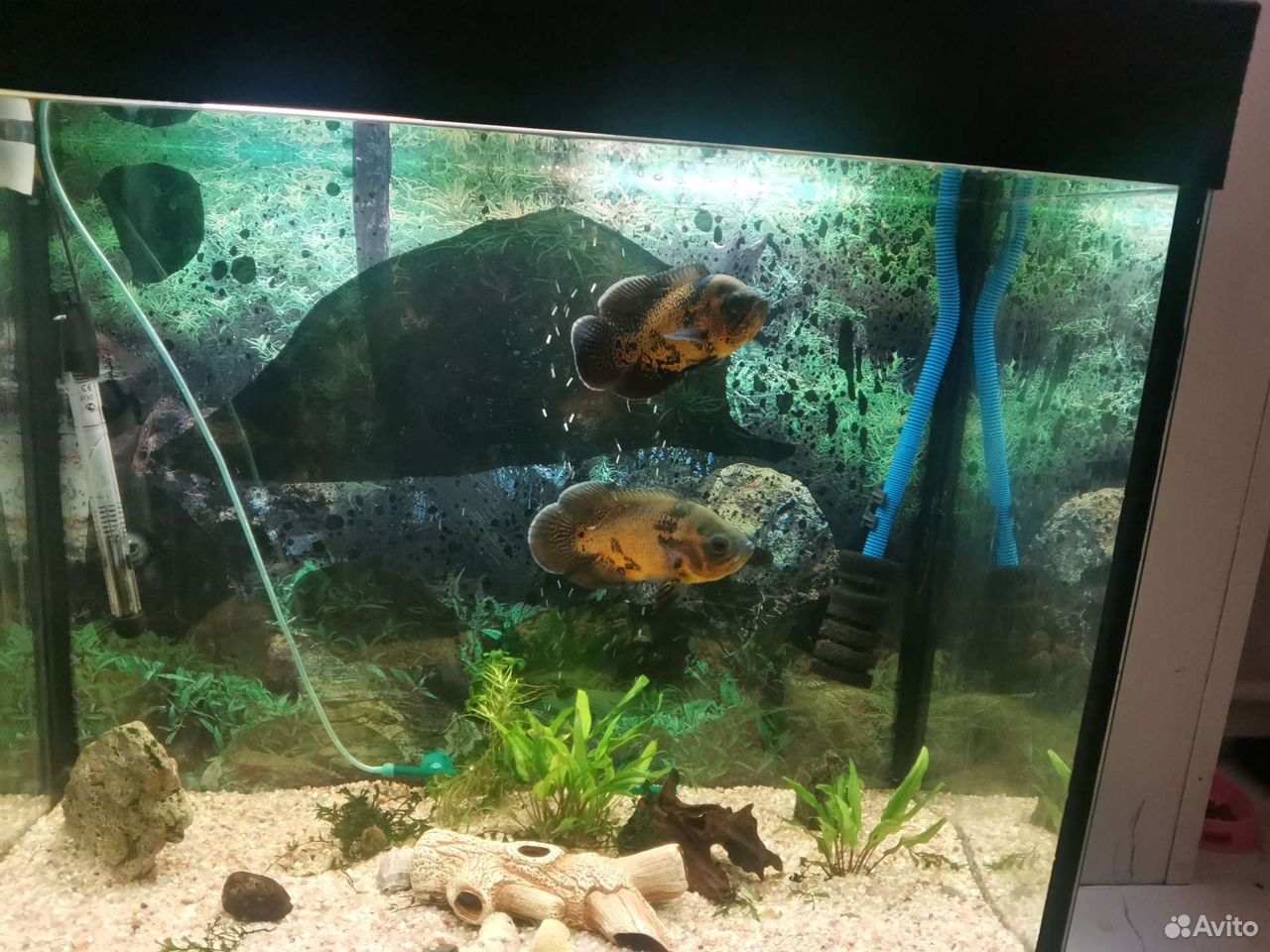 Астронотусы