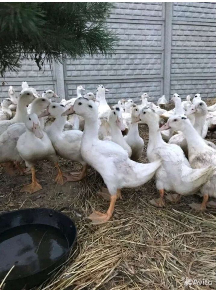 Утята муларды