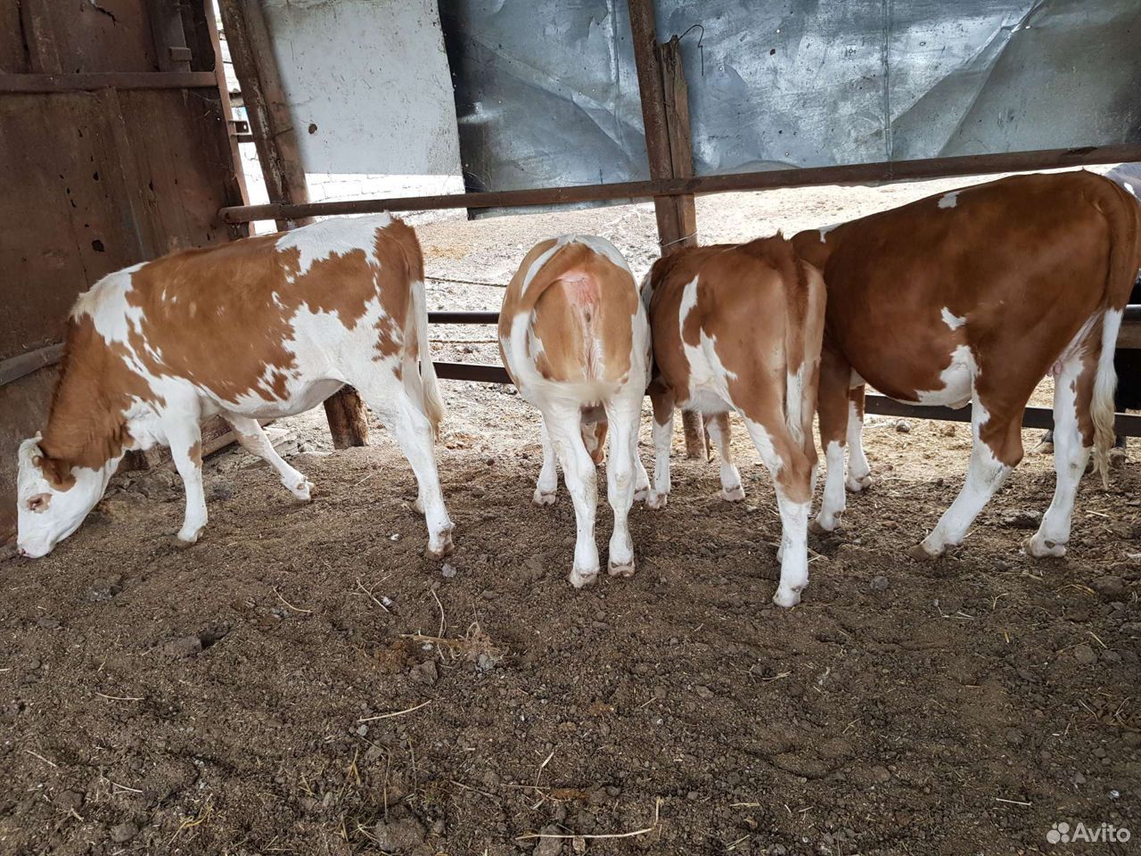 Тёолочки айширской породы