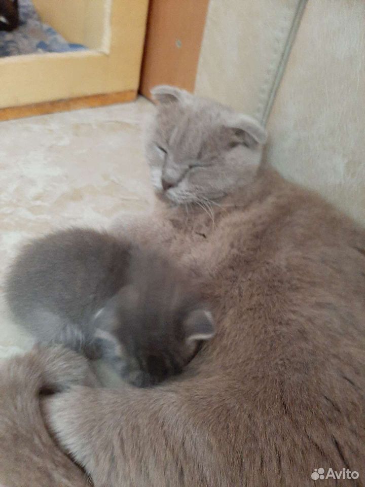 Котята, мама британка