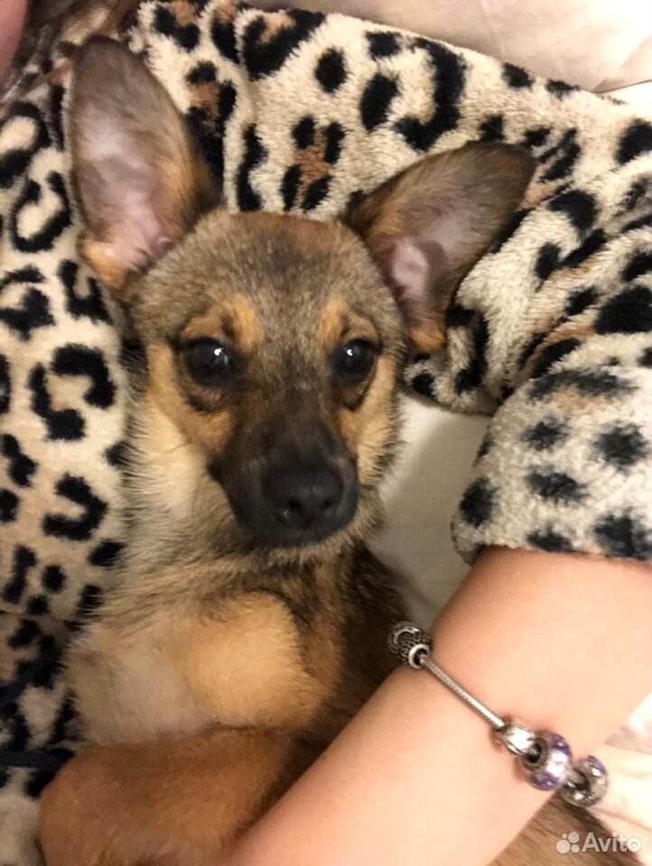 Ушастый маленький щенок в поисках дома