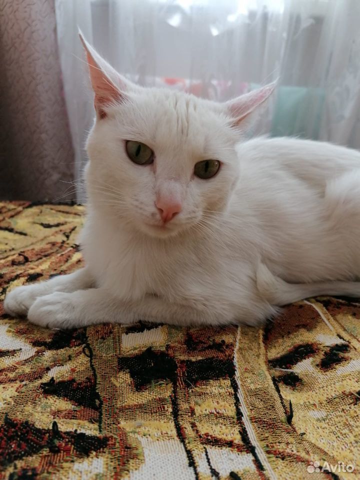 Белая кошечка Белла