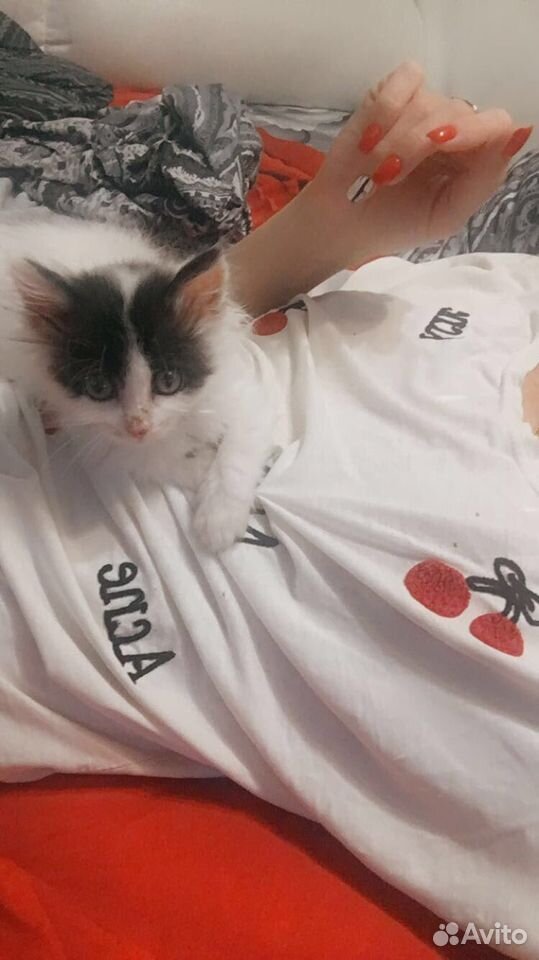 Отдам котёночка