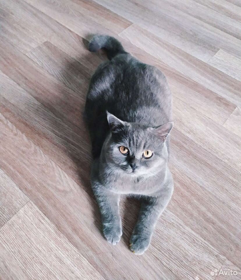 Отдам британца кота 11 мес в добрые руки