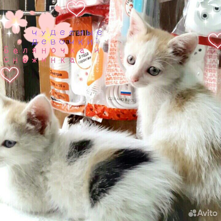 Котята, лоток на отлично, Беляночка и Снежинка
