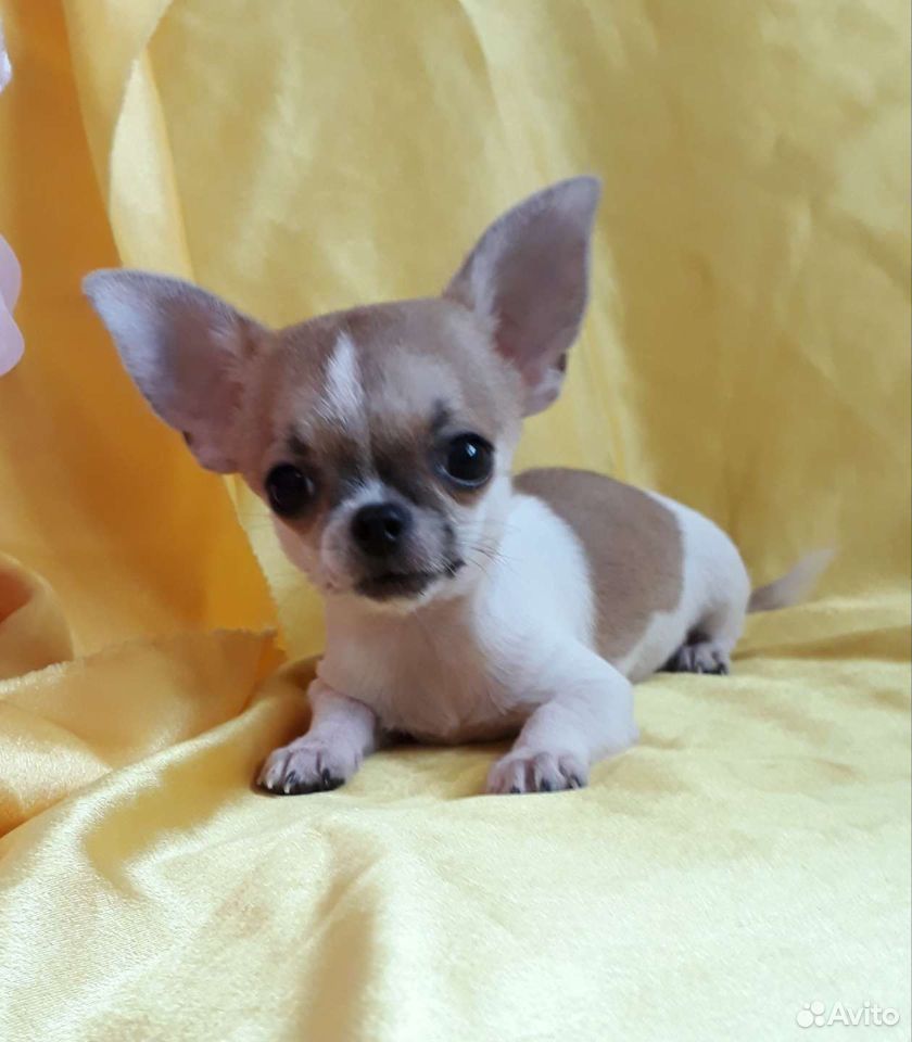 Мини мальчишечка