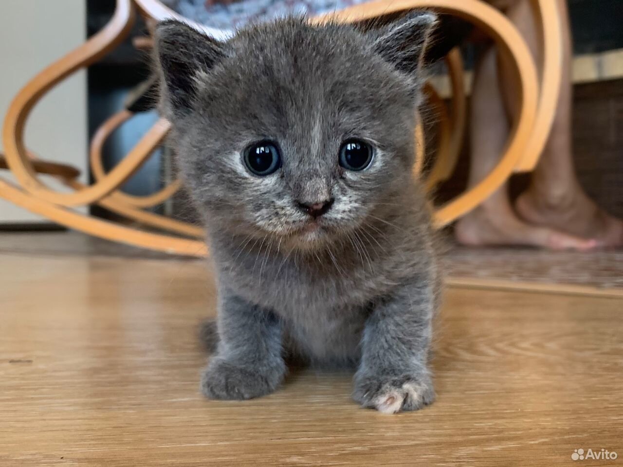 Британский котёнок