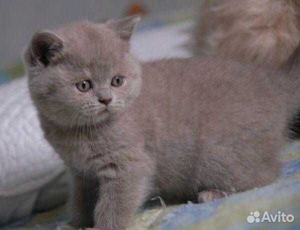 Необыкновенно красивые. Медвежий тип. Редкий окрас