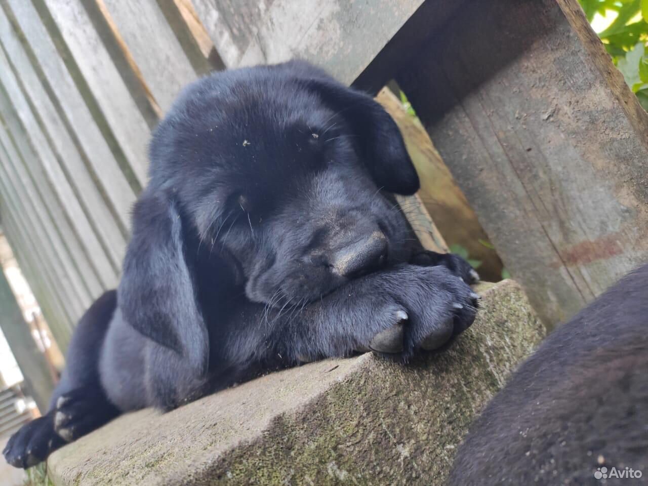 Мальчишки в дар