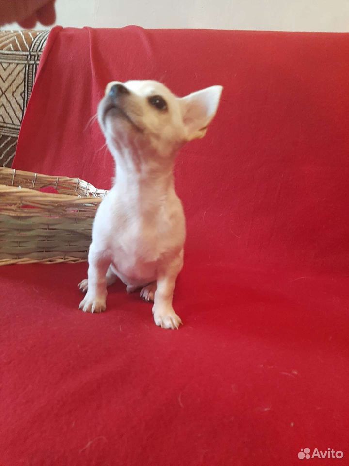 Малыш чихуахуа с самыми большими ушами