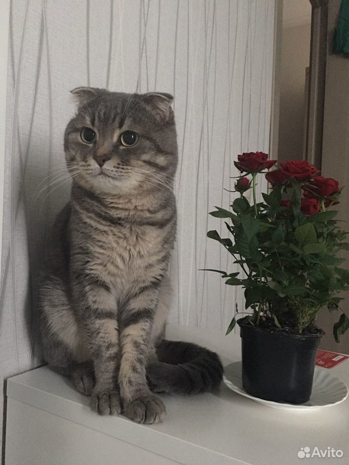 Шотландская