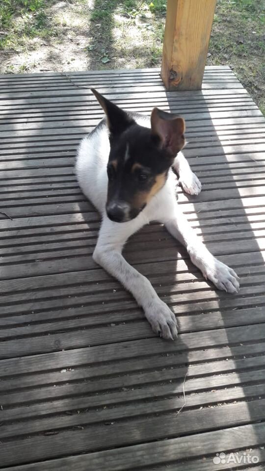 Щенок Метис мальчик