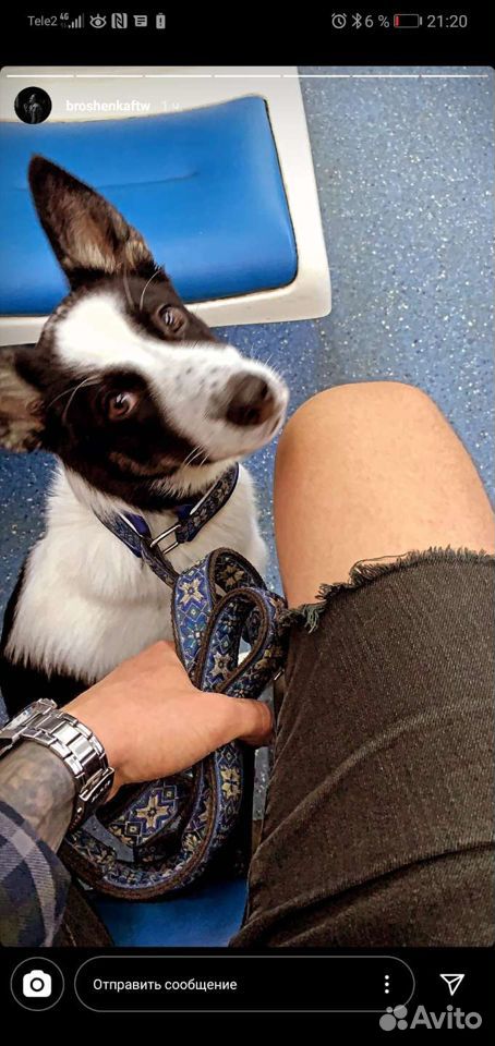 Щенок 5 месяцев. Метис хаски