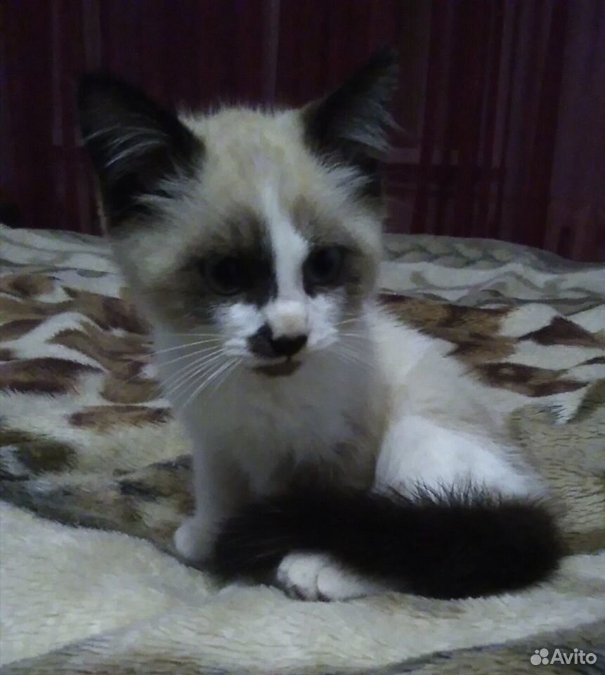 Котята