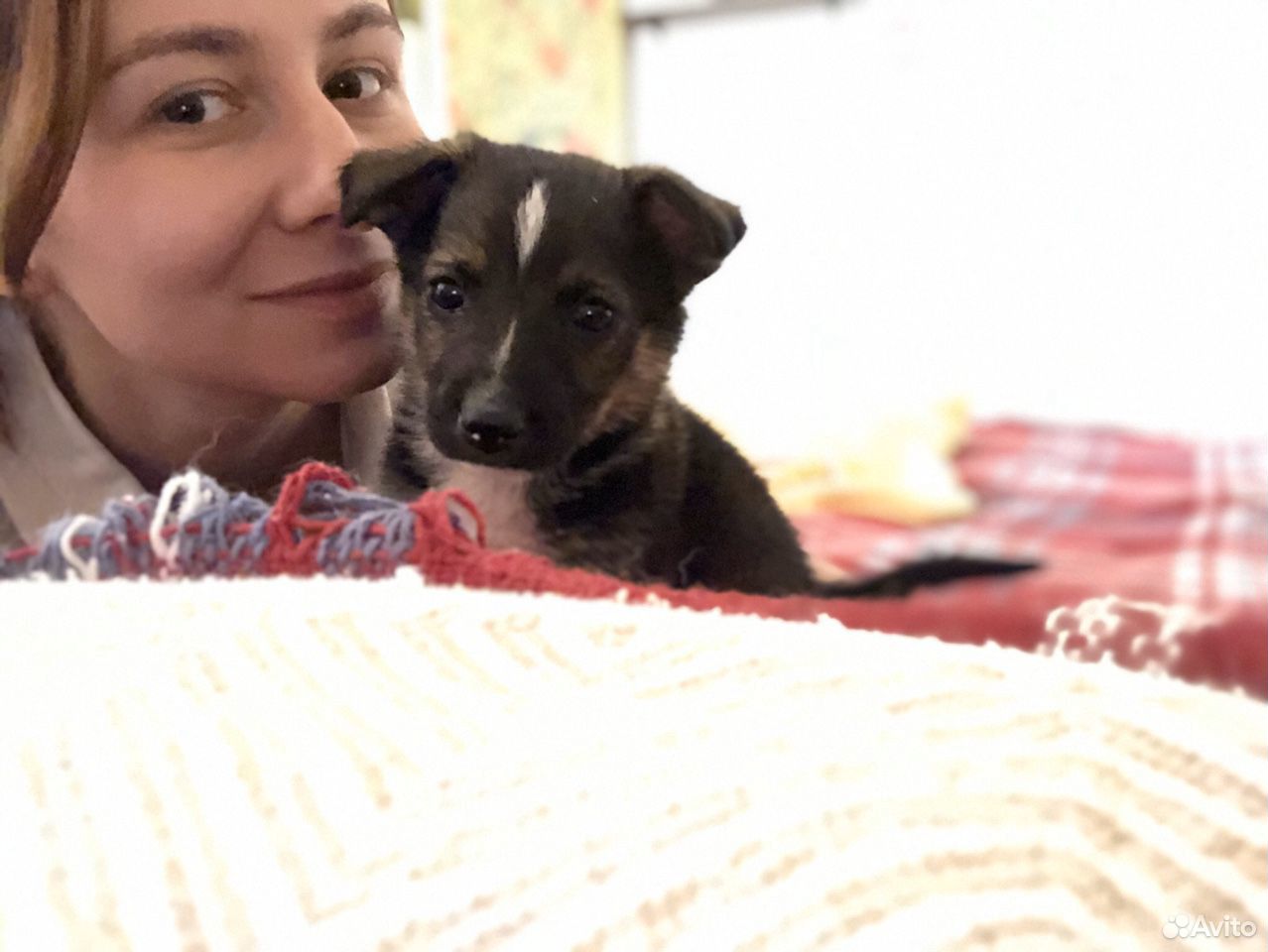 Сладкий пирожок ищет свой дом