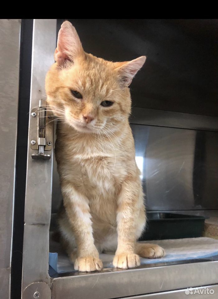 Особенный рыжий котик Шерлок добрым людям в дар