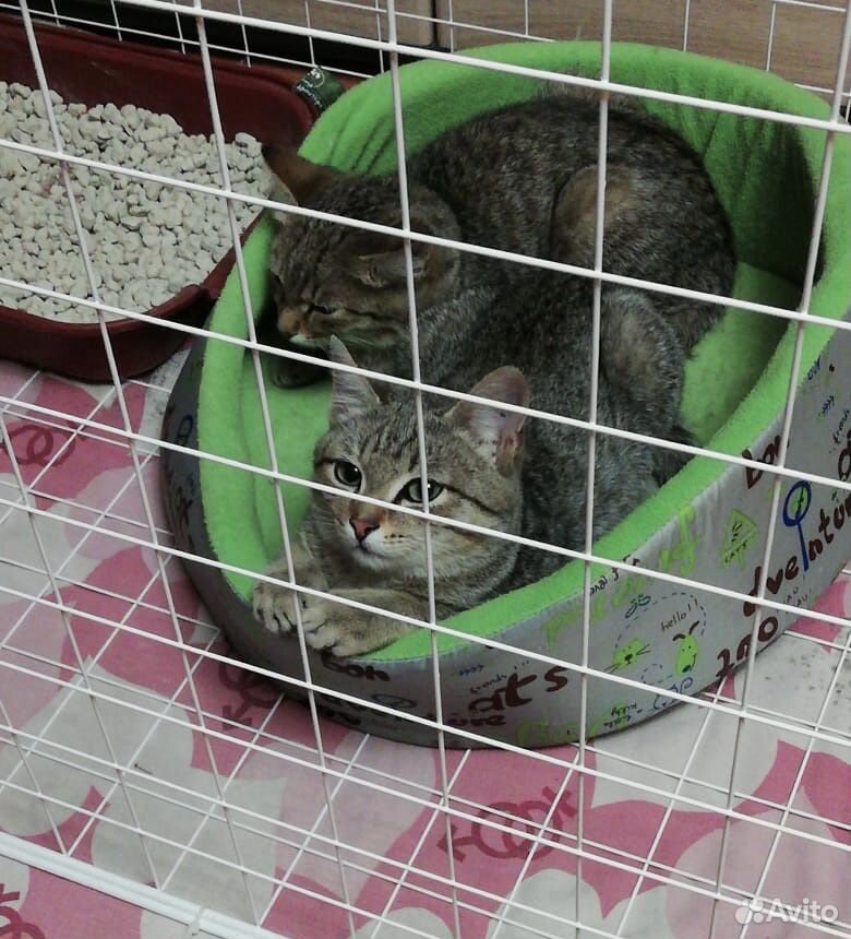 Котята бесплатно