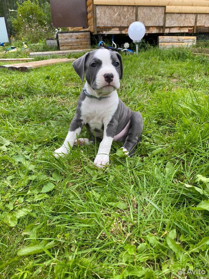 Американский стаффордширский терьер