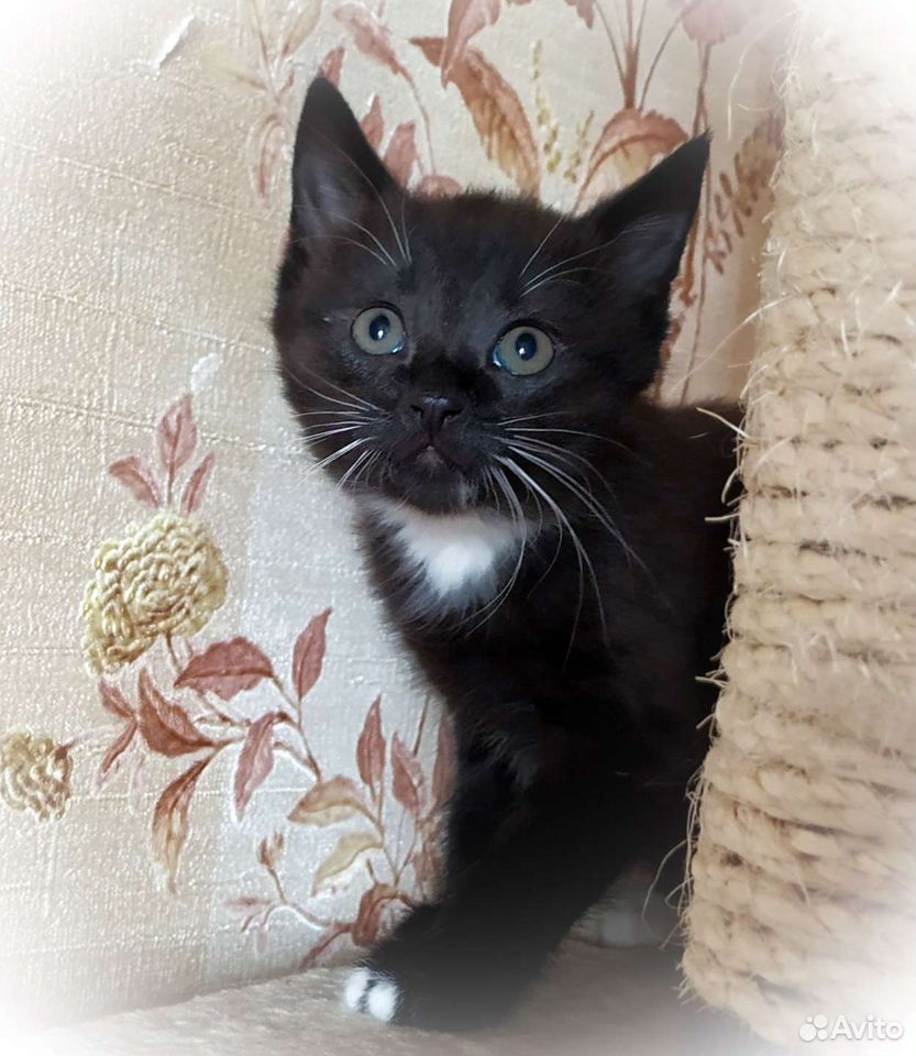 Котёнок Багира, 2 мес