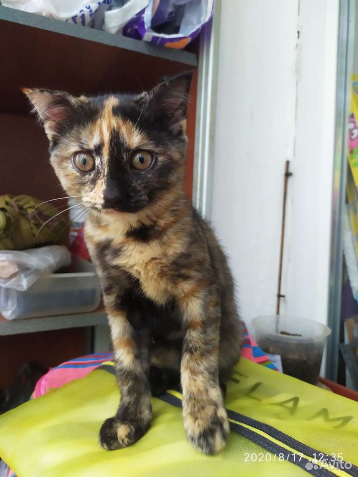 Котенок приносящий счастье:)