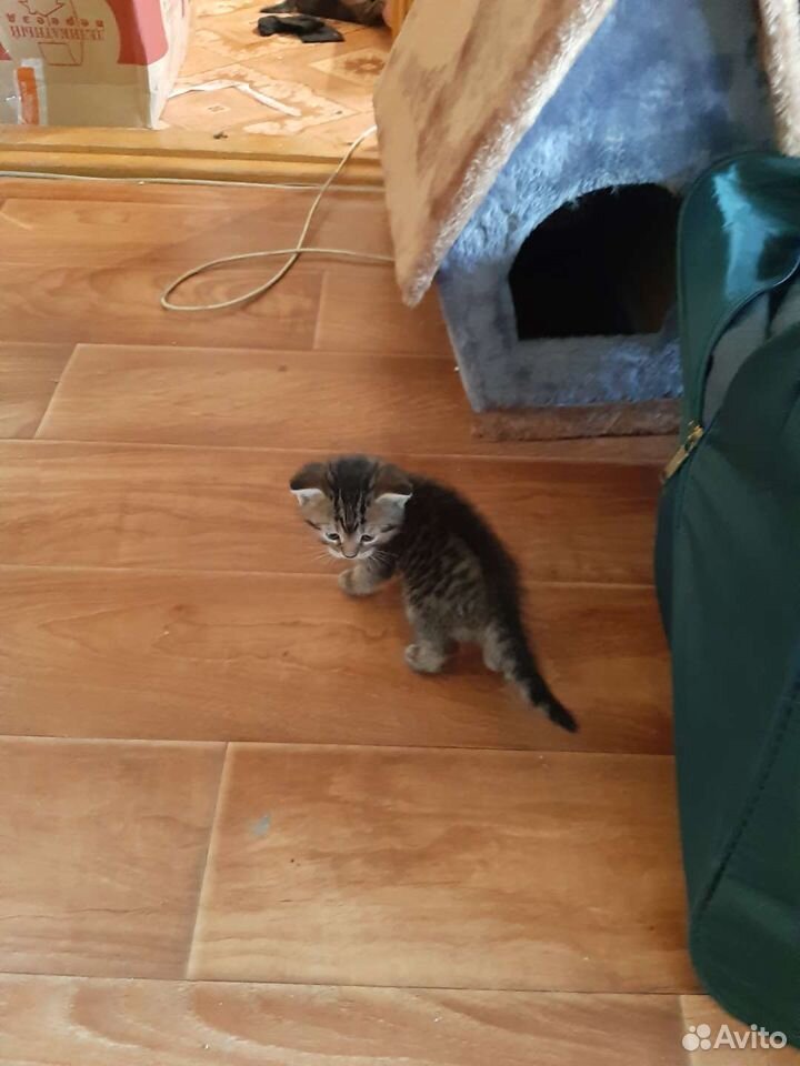 Котята вискас