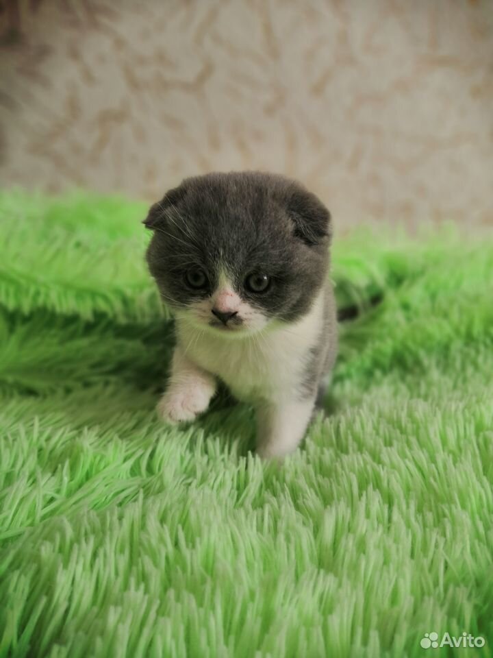 Шотландская кошечка