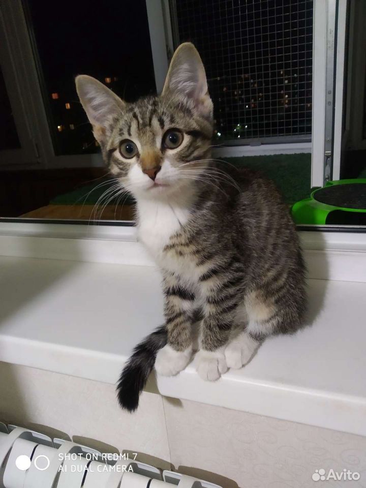 Котенок в добрые руки