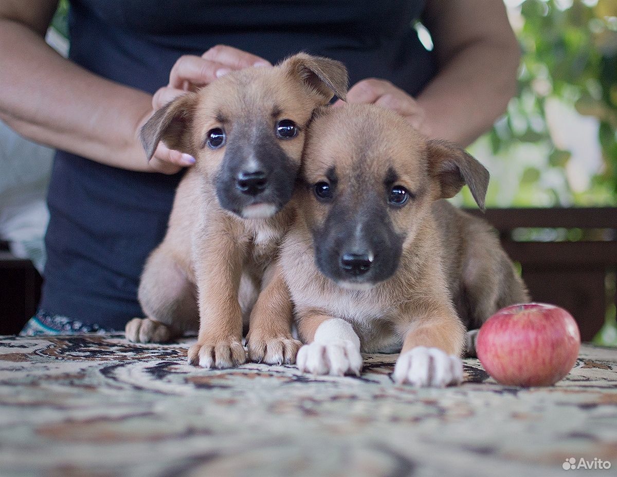 Щенки в добрые руки