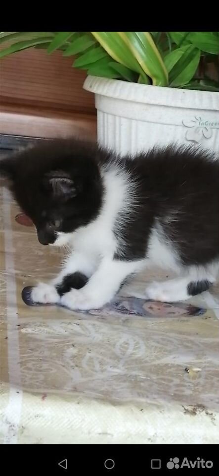 Котята 3мес