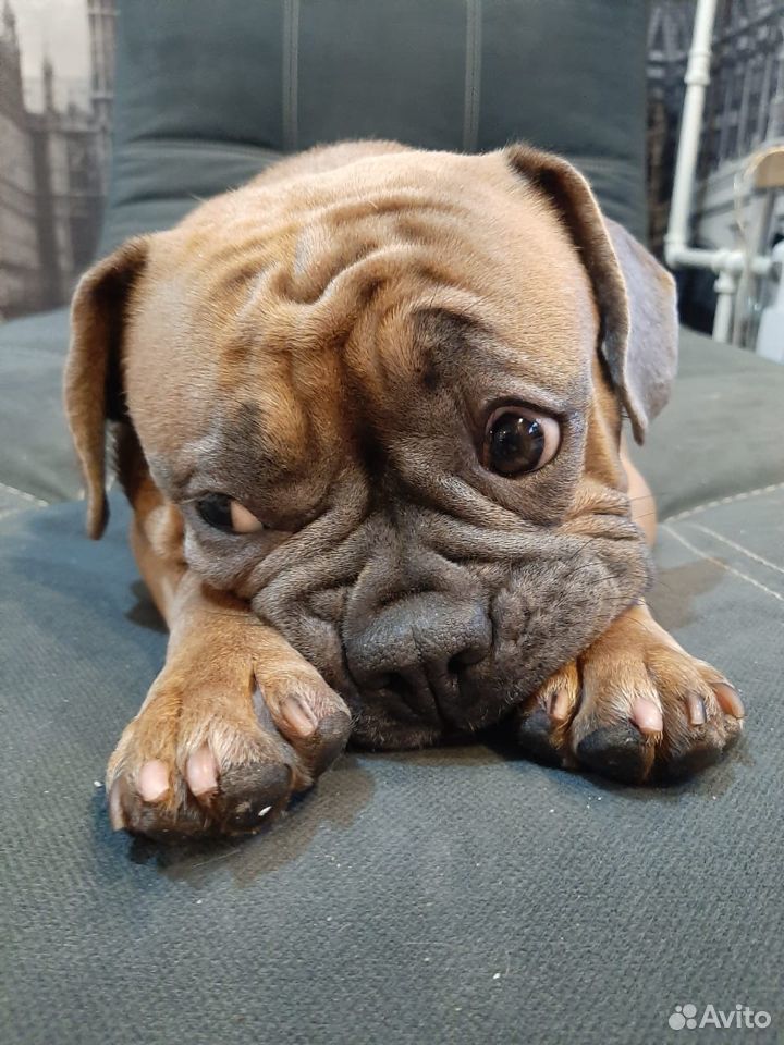 Метис французского бульдога, девочка