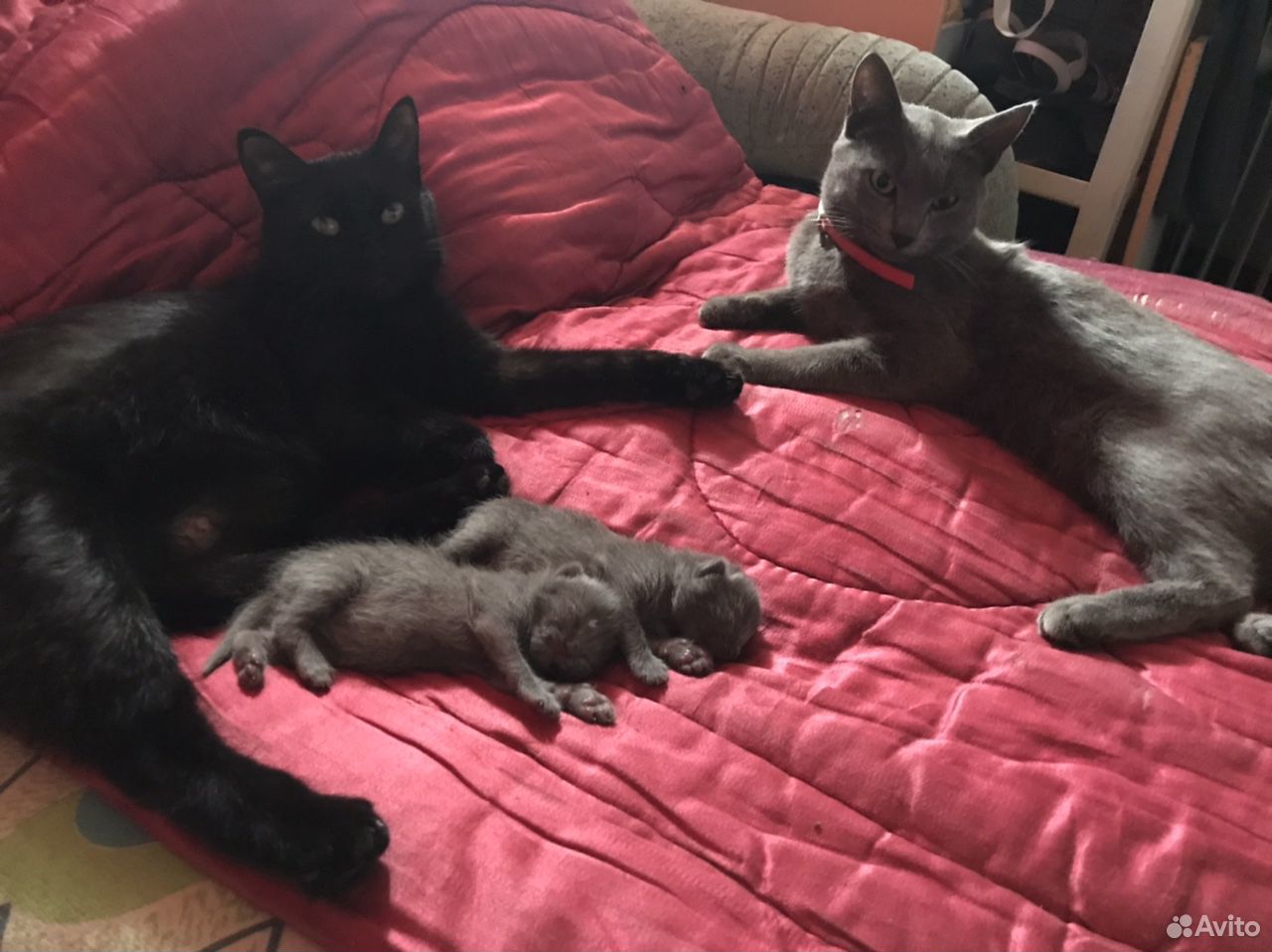 Котята русско голубые