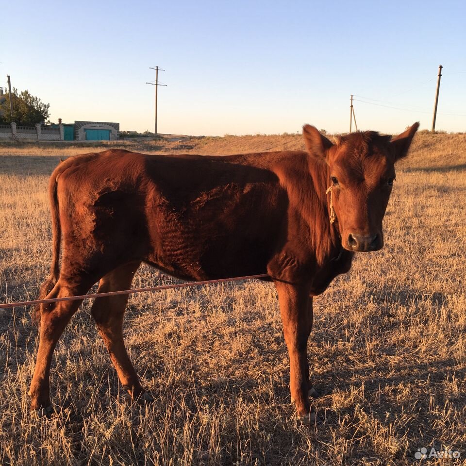 Продам тёлочку