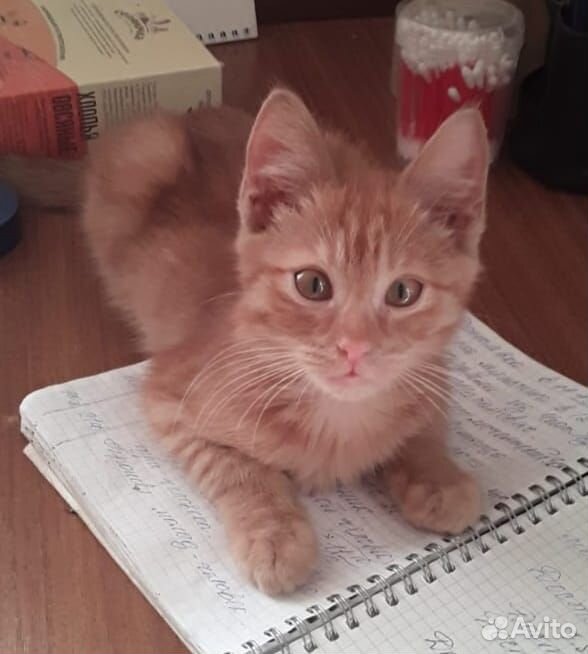 Пряник в поисках дома