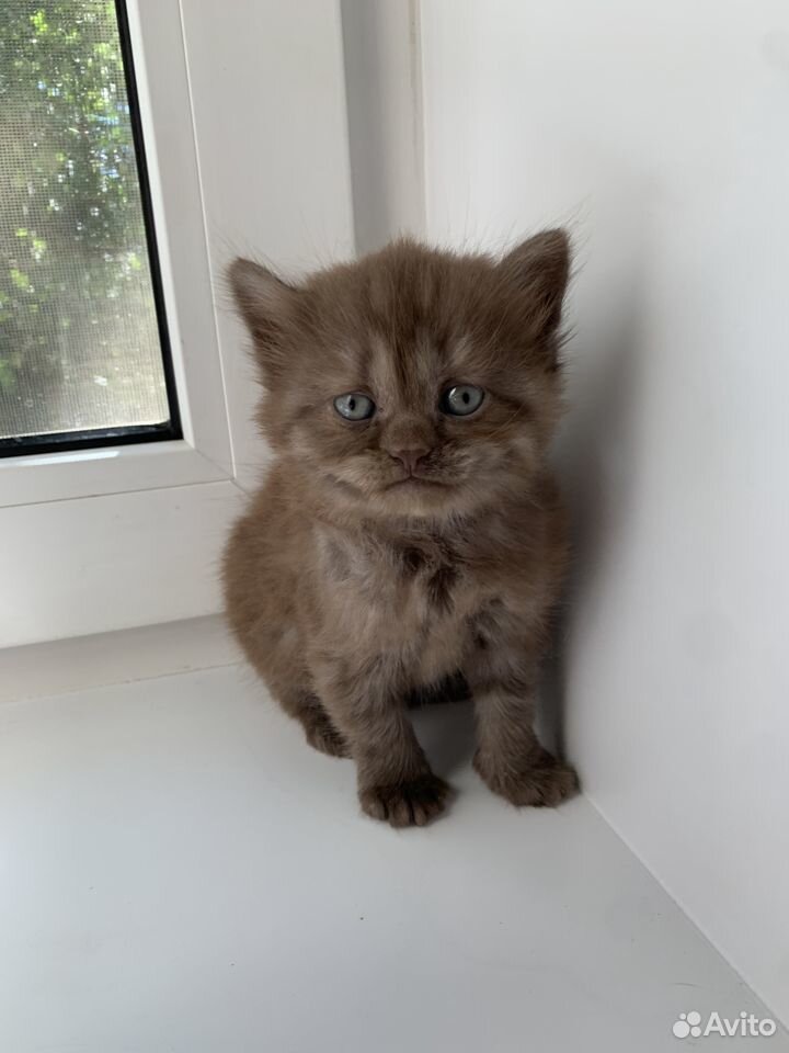 Котёнок шотландский