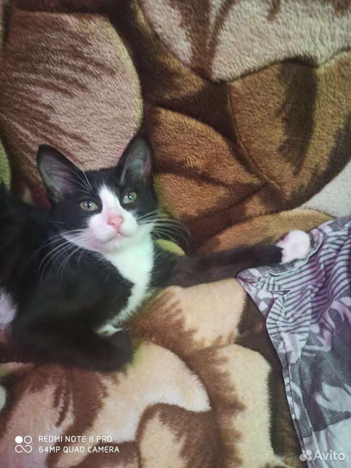 Кошка