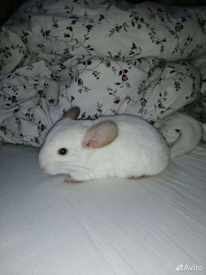 Шиншилла мальчик 3месяца